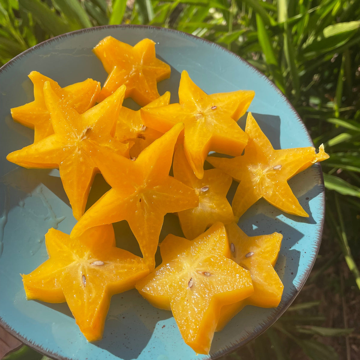 seed maker starfruit