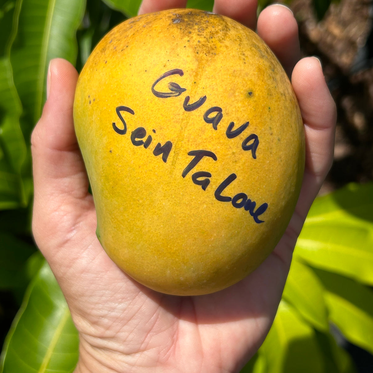 Mango Tree ‘Guava’ or 'Sein Ta Lone' – Incredible Edible Landscapes