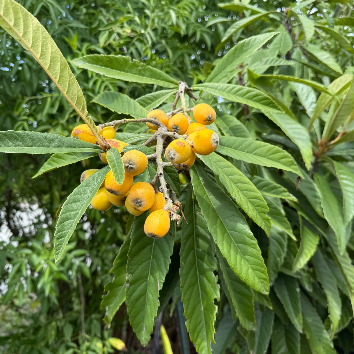 loquat fruit tree