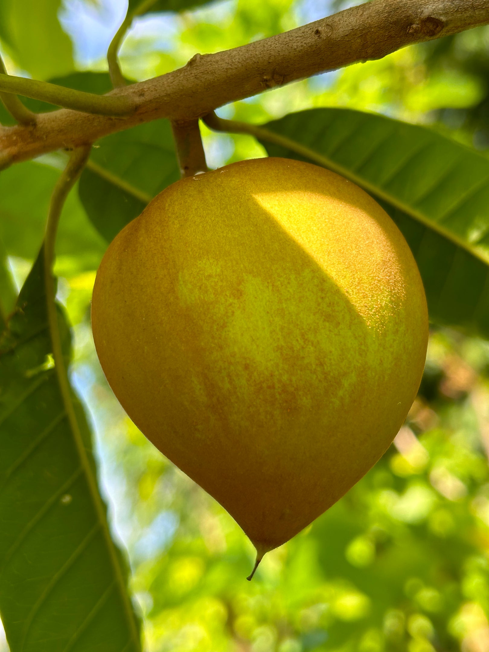 Winter Bearing Fruit Trees – Incredible Edible Landscapes