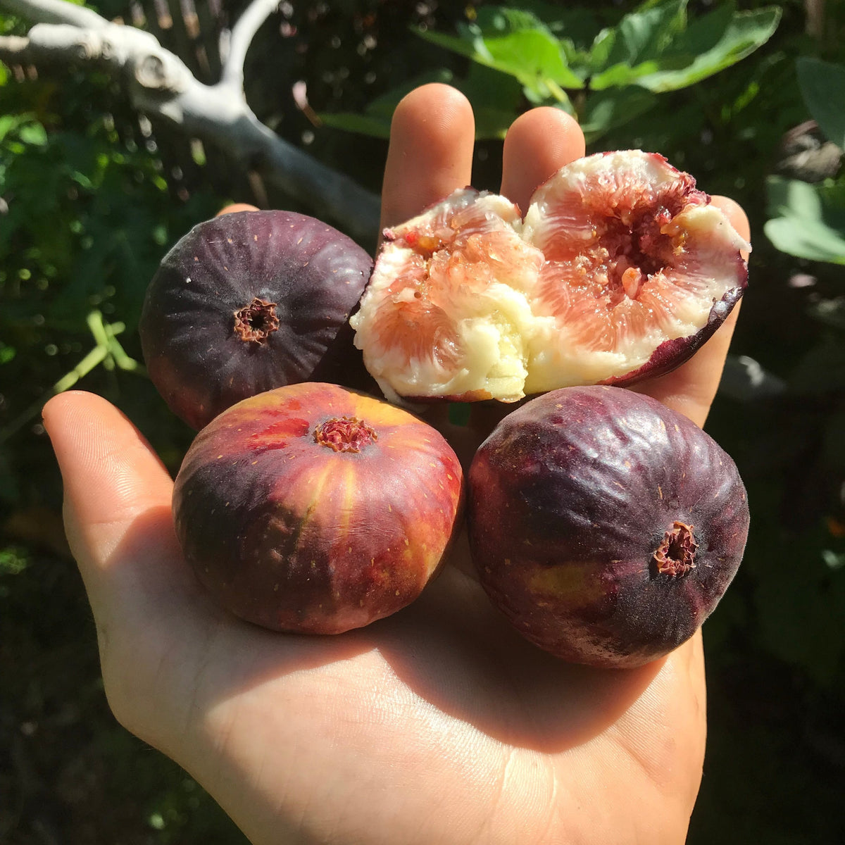 Fig – Incredible Edible Landscapes