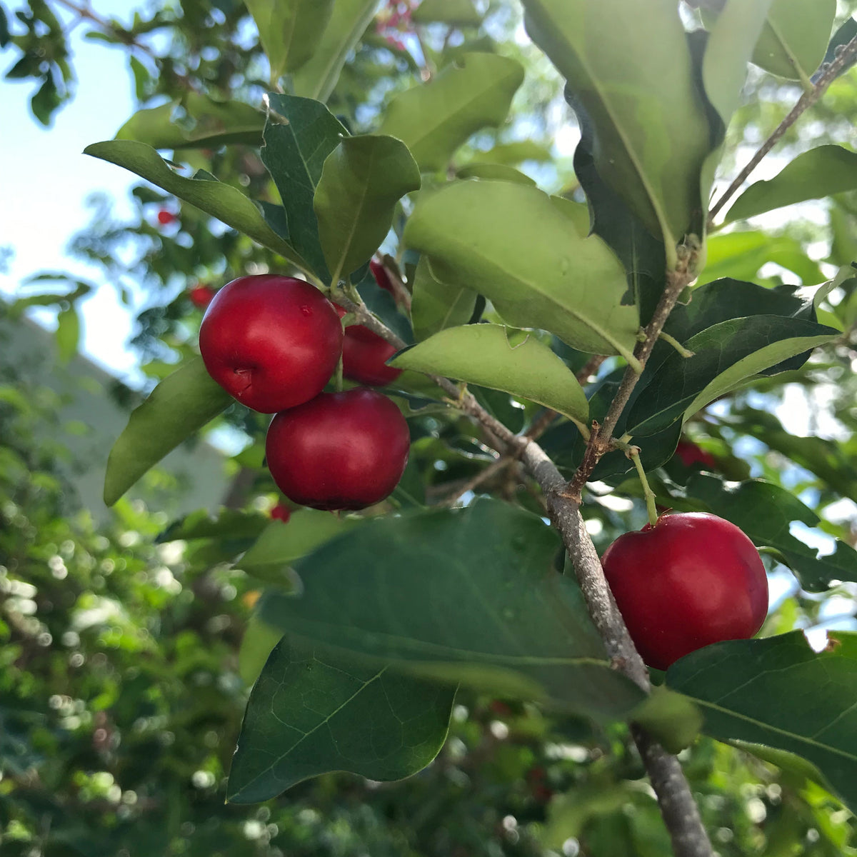 Tropical Cherries and Berries – Incredible Edible Landscapes