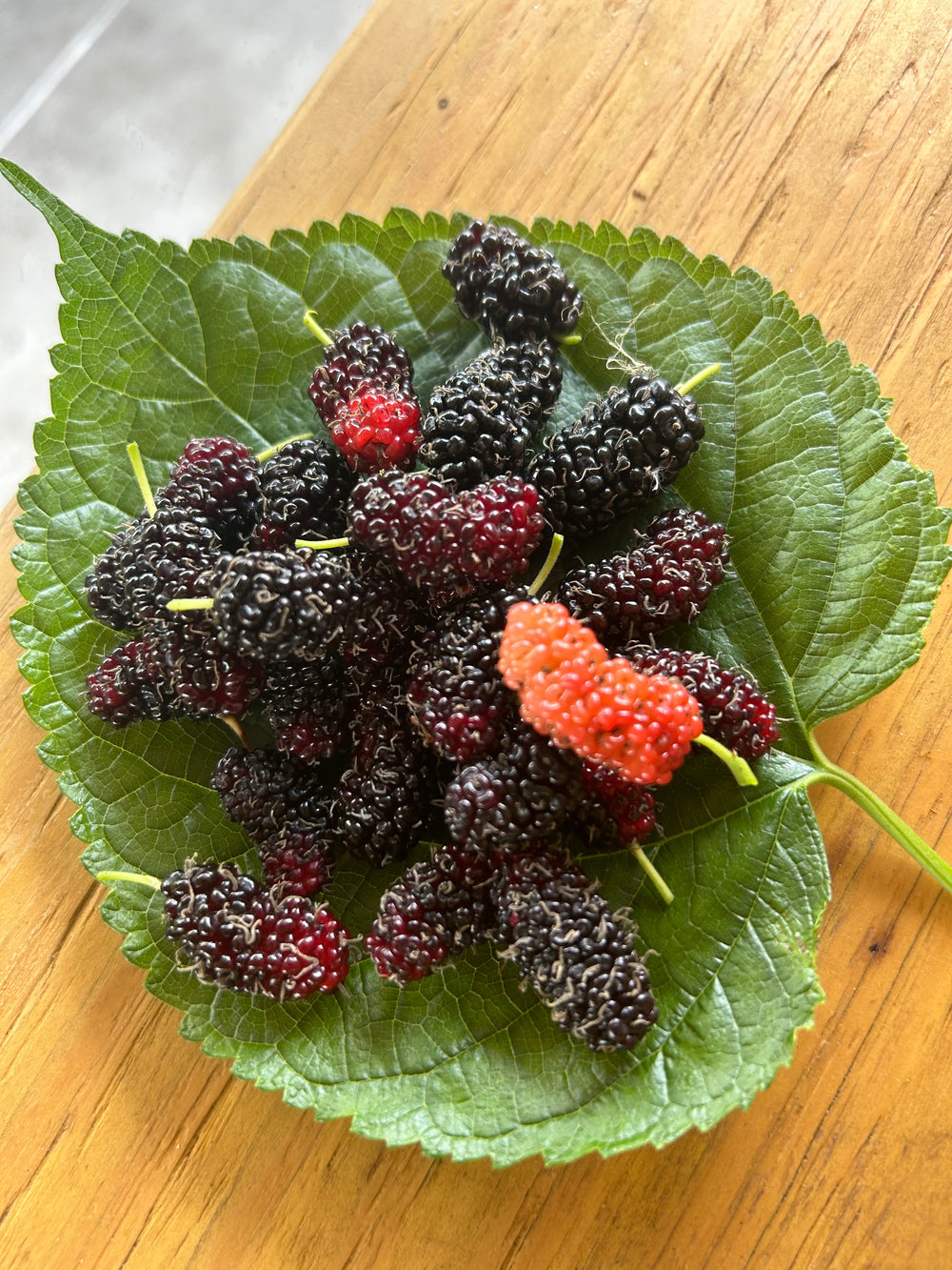 Mulberry – Incredible Edible Landscapes