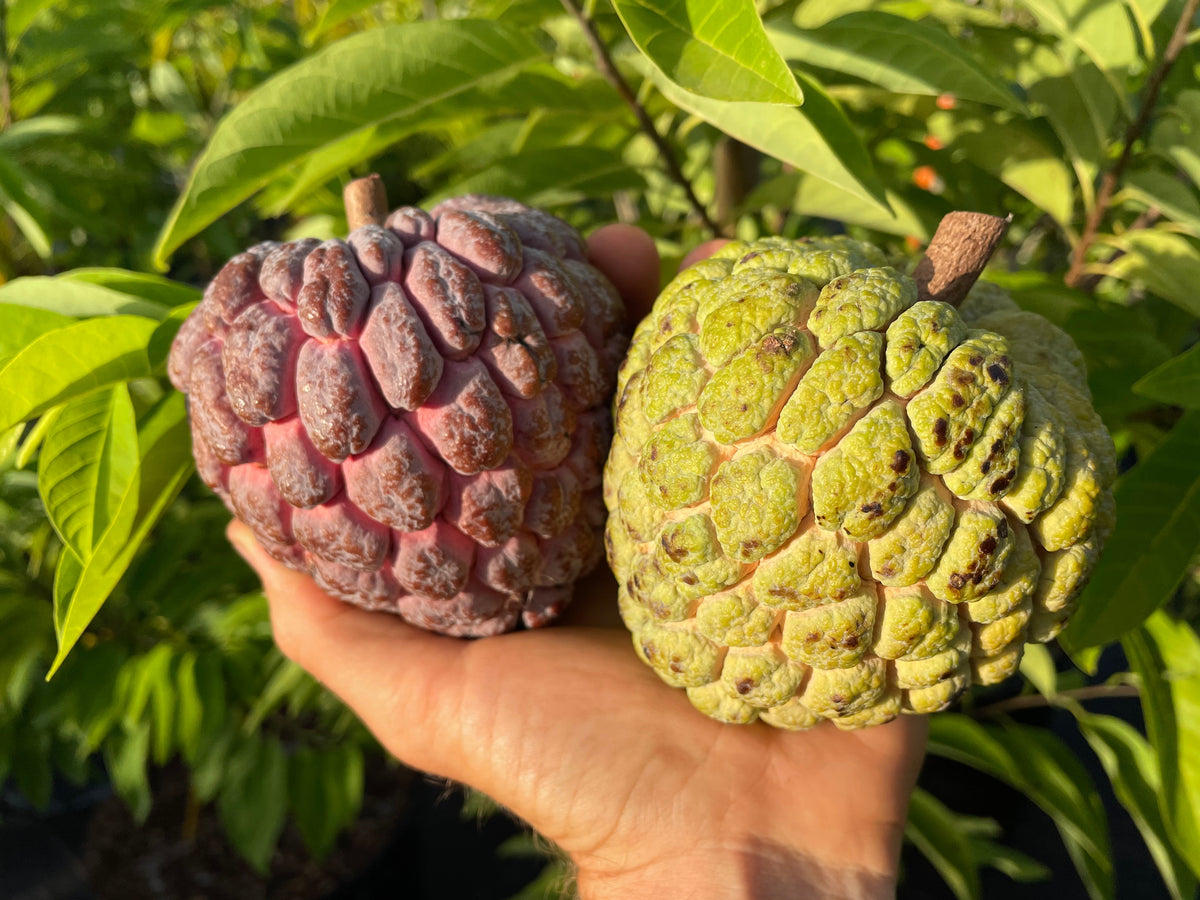 Sugar Apple – Incredible Edible Landscapes