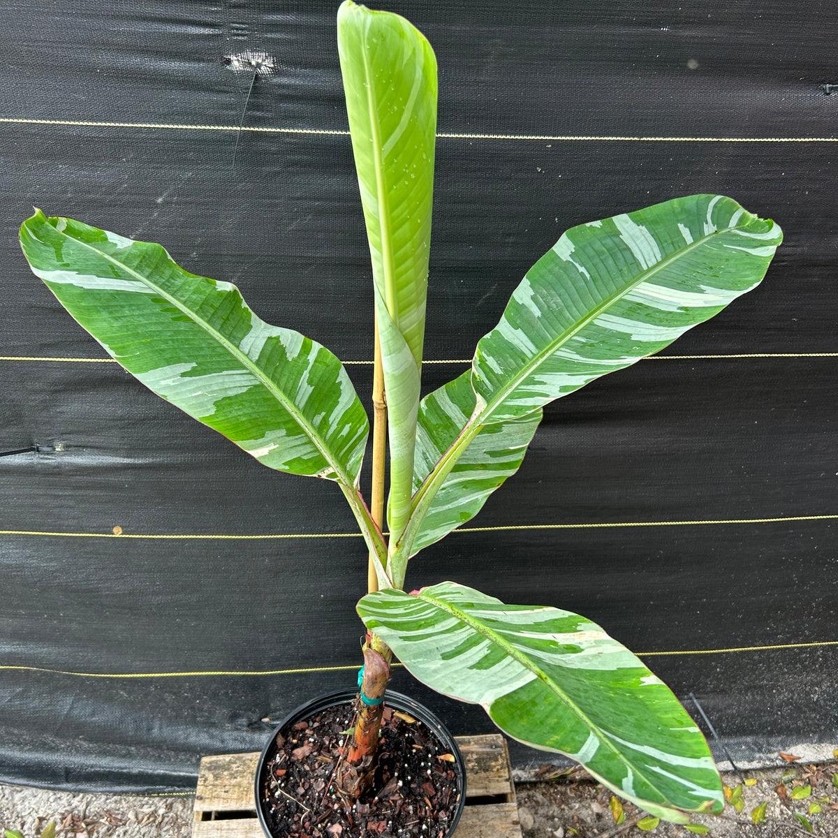 Banana - Musa ‘Florida‘ (variegated) – Incredible Edible Landscapes