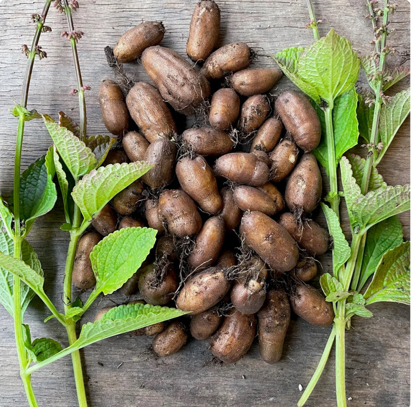 African Potato Mint – Incredible Edible Landscapes
