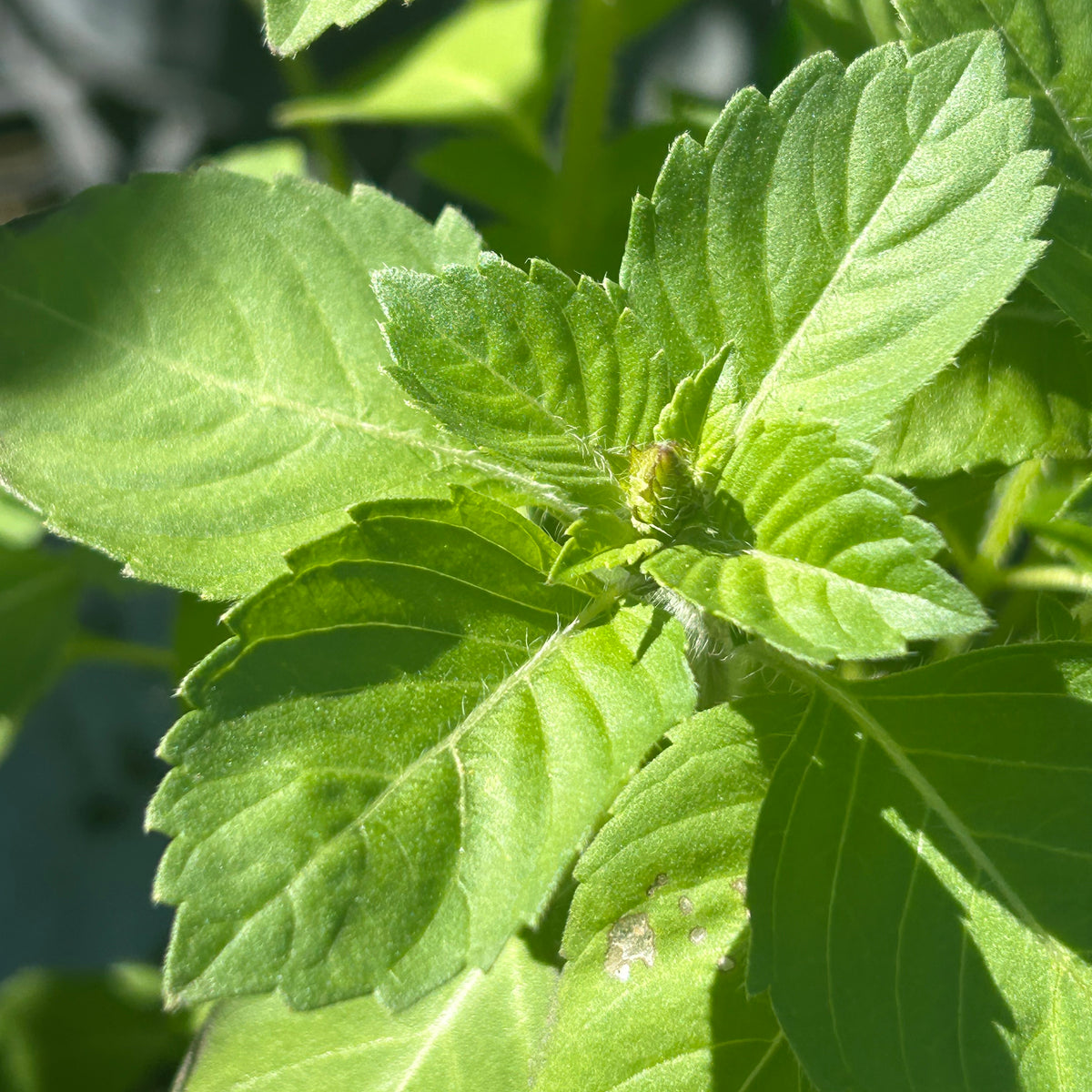 Basil Plant 'Holy' – Incredible Edible Landscapes