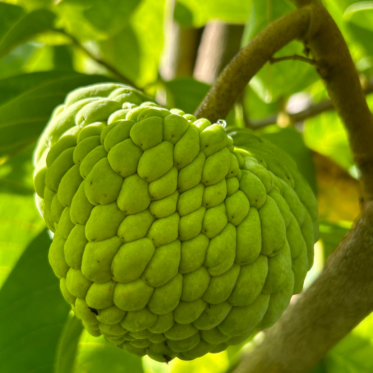 Atemoya Tree 'Phet Pak Chong' – Incredible Edible Landscapes