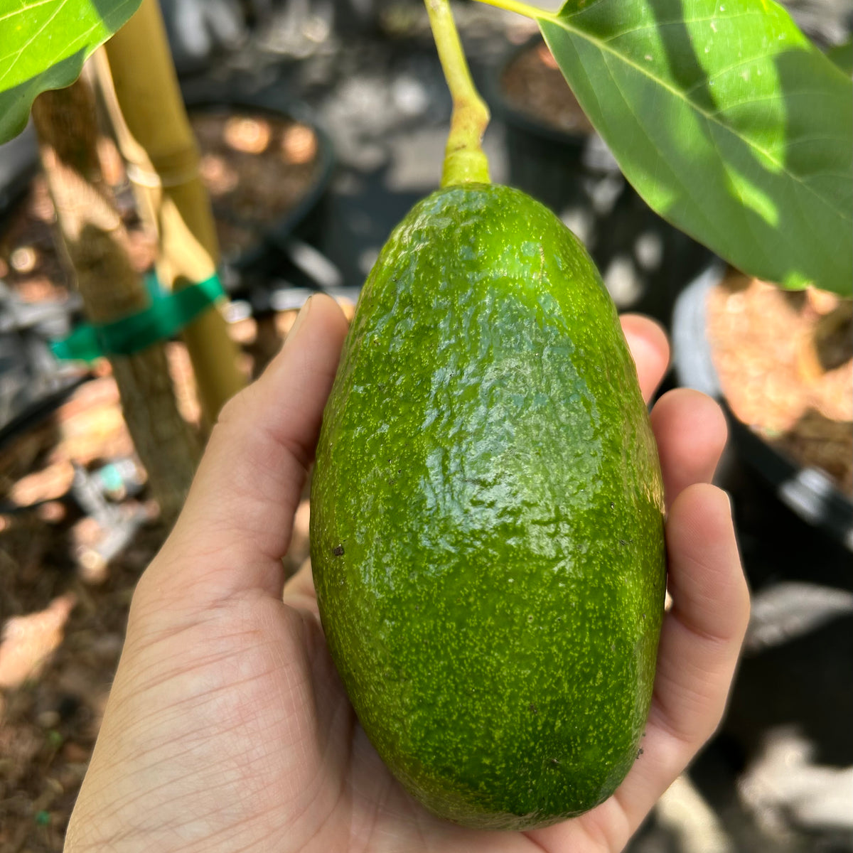 Avocado Tree ‘Beta' – Incredible Edible Landscapes
