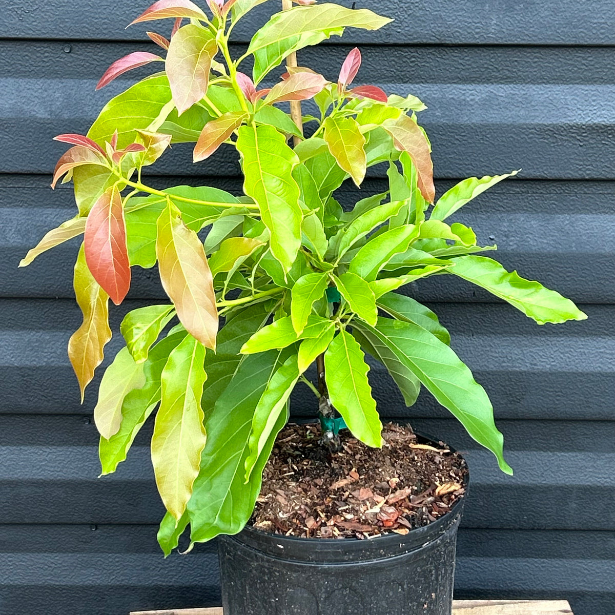 Avocado Tree ‘Nishikawa’ – Incredible Edible Landscapes