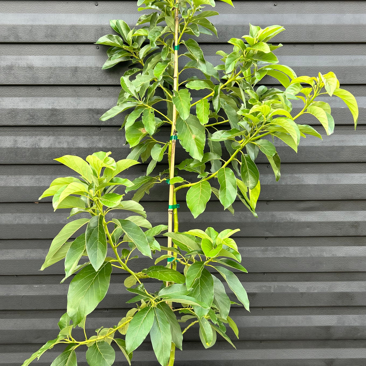 Avocado Tree ‘Choquette’ – Incredible Edible Landscapes