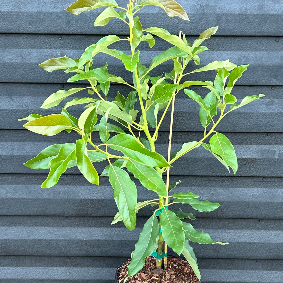 Avocado Tree ‘Hall’ – Incredible Edible Landscapes