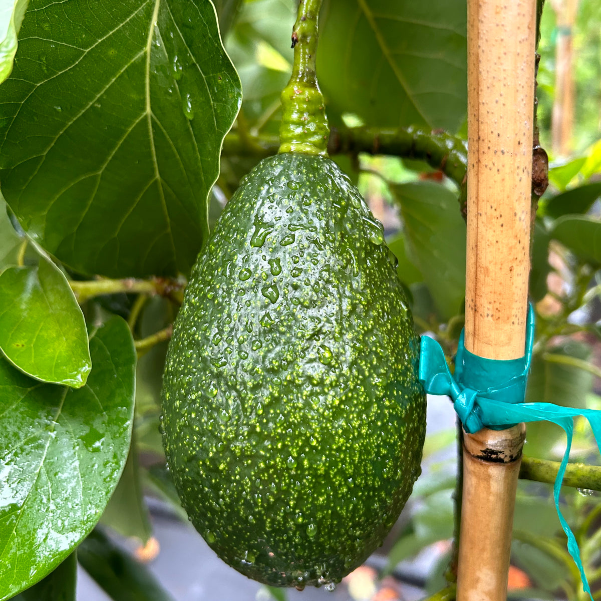 Avocado Tree ‘Bacon’ – Incredible Edible Landscapes
