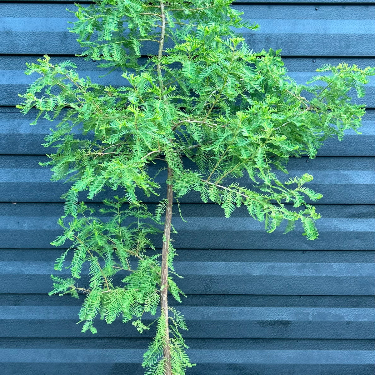 Bald Cypress – Incredible Edible Landscapes