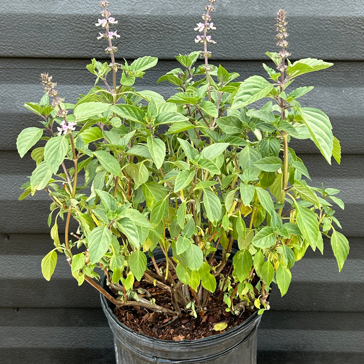 Basil Plant ‘Thai’ – Incredible Edible Landscapes