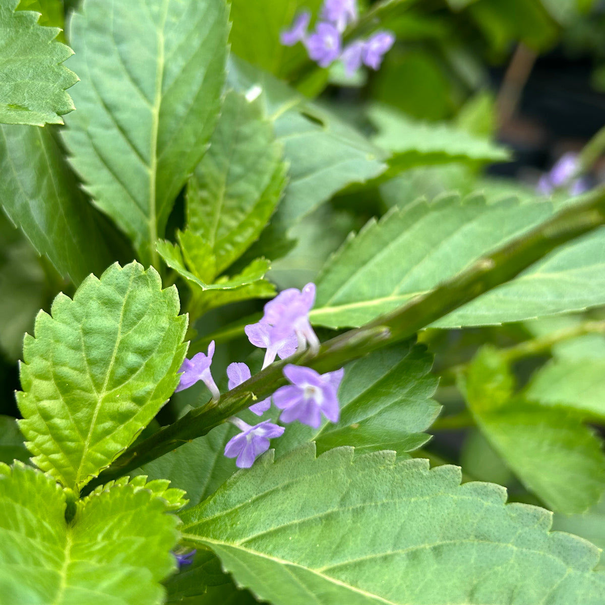 Blue Porterweed - native – Incredible Edible Landscapes