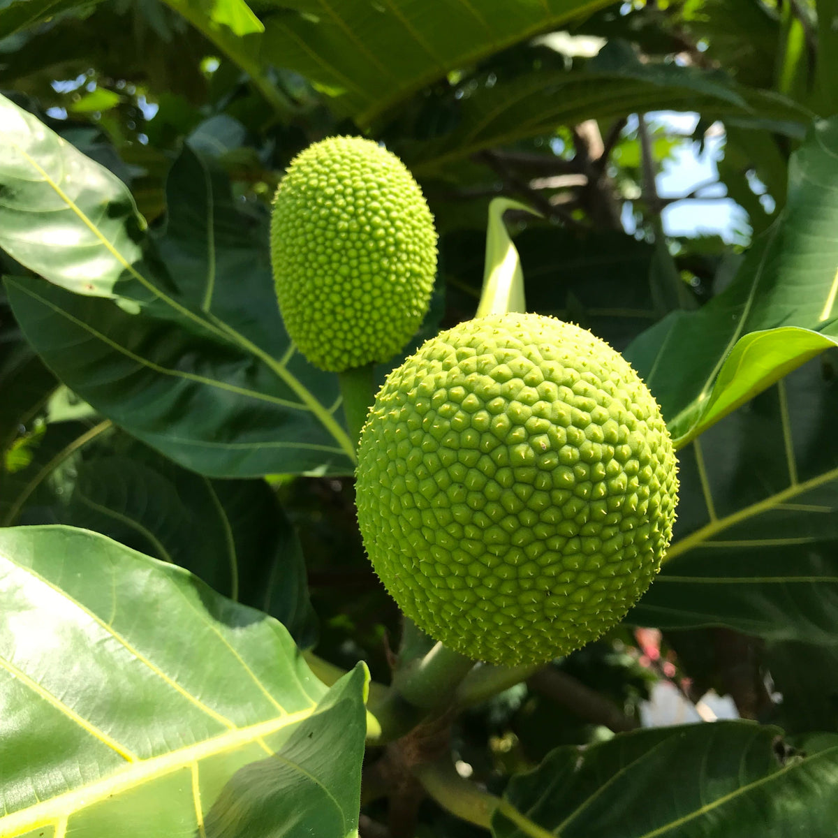 Breadfruit Tree 'Ma'afala' – Incredible Edible Landscapes