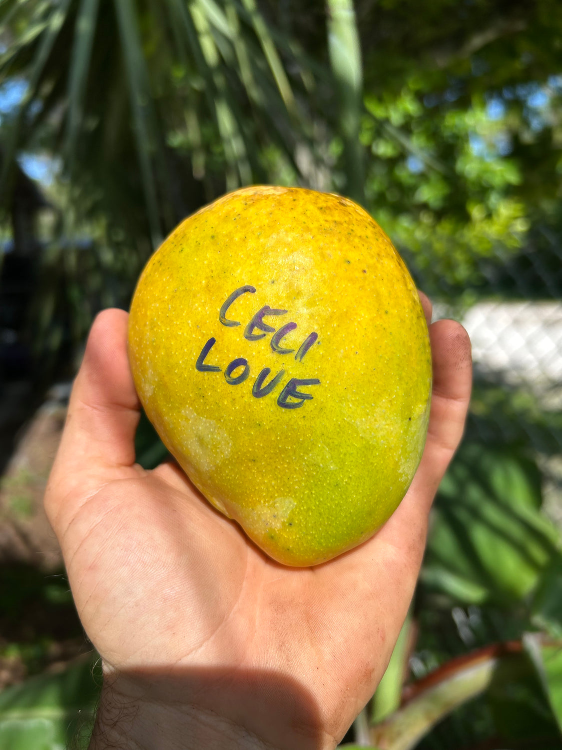 Mango Tree 'Ceci Love’ – Incredible Edible Landscapes