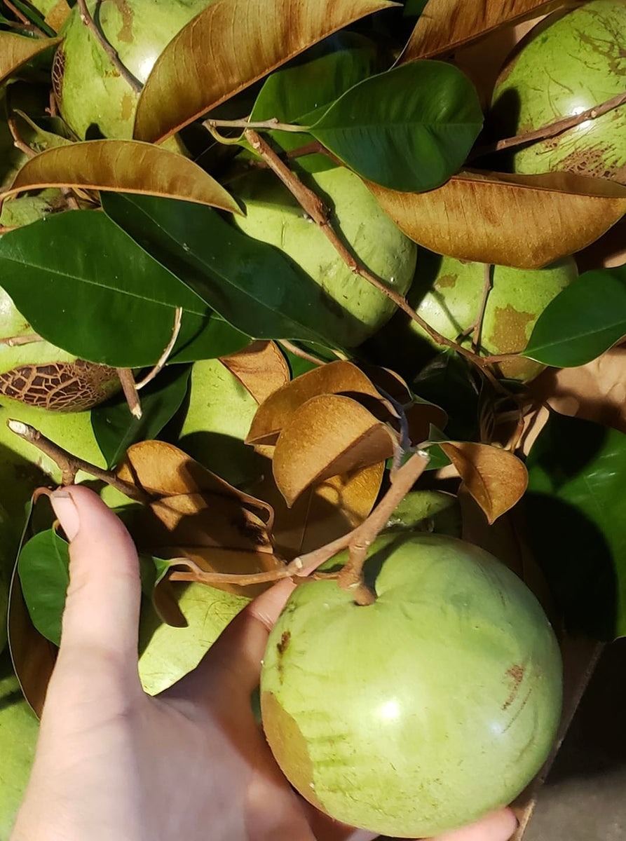 Caimito Tree (green) – Incredible Edible Landscapes