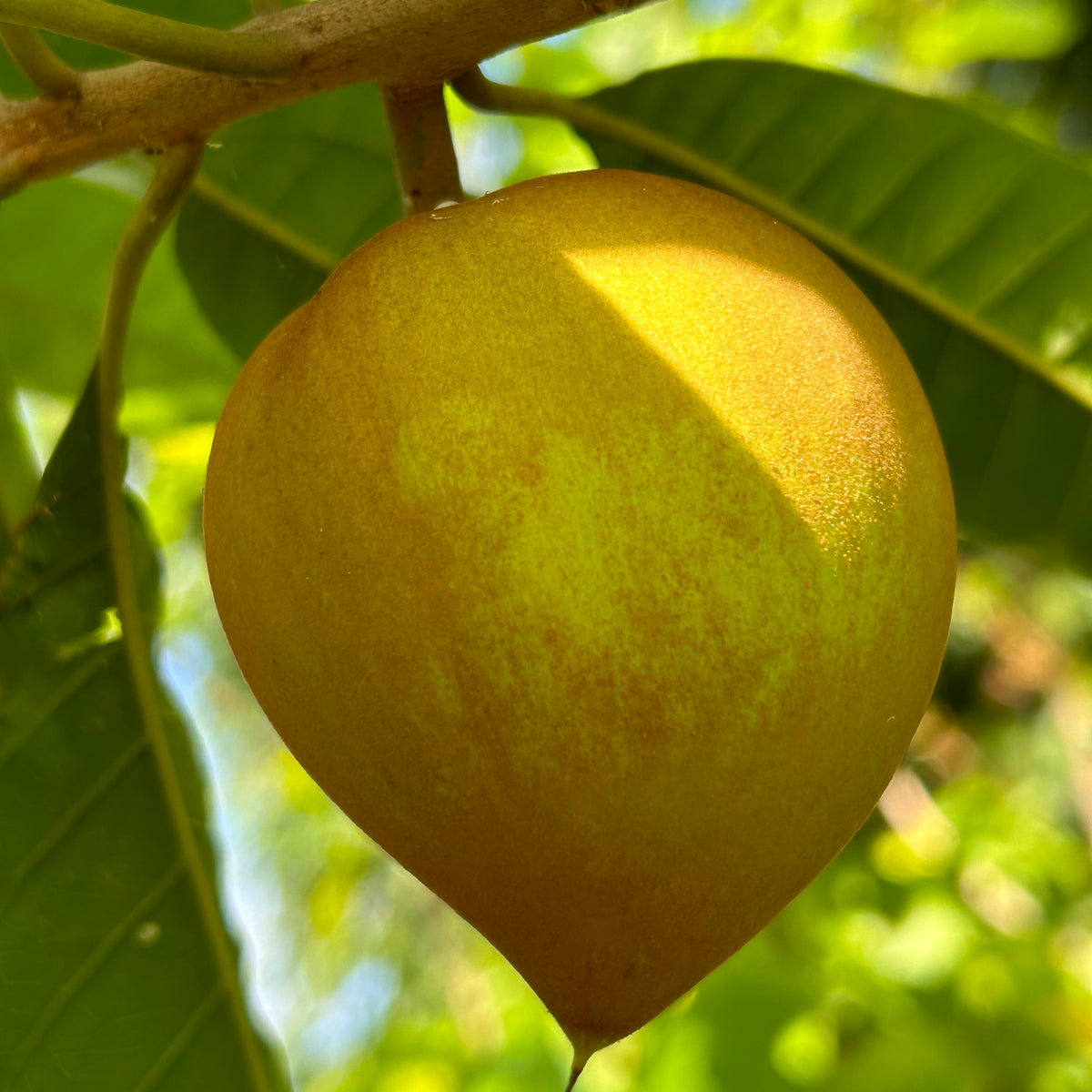 Canistel Tree ‘Bruce’ – Incredible Edible Landscapes