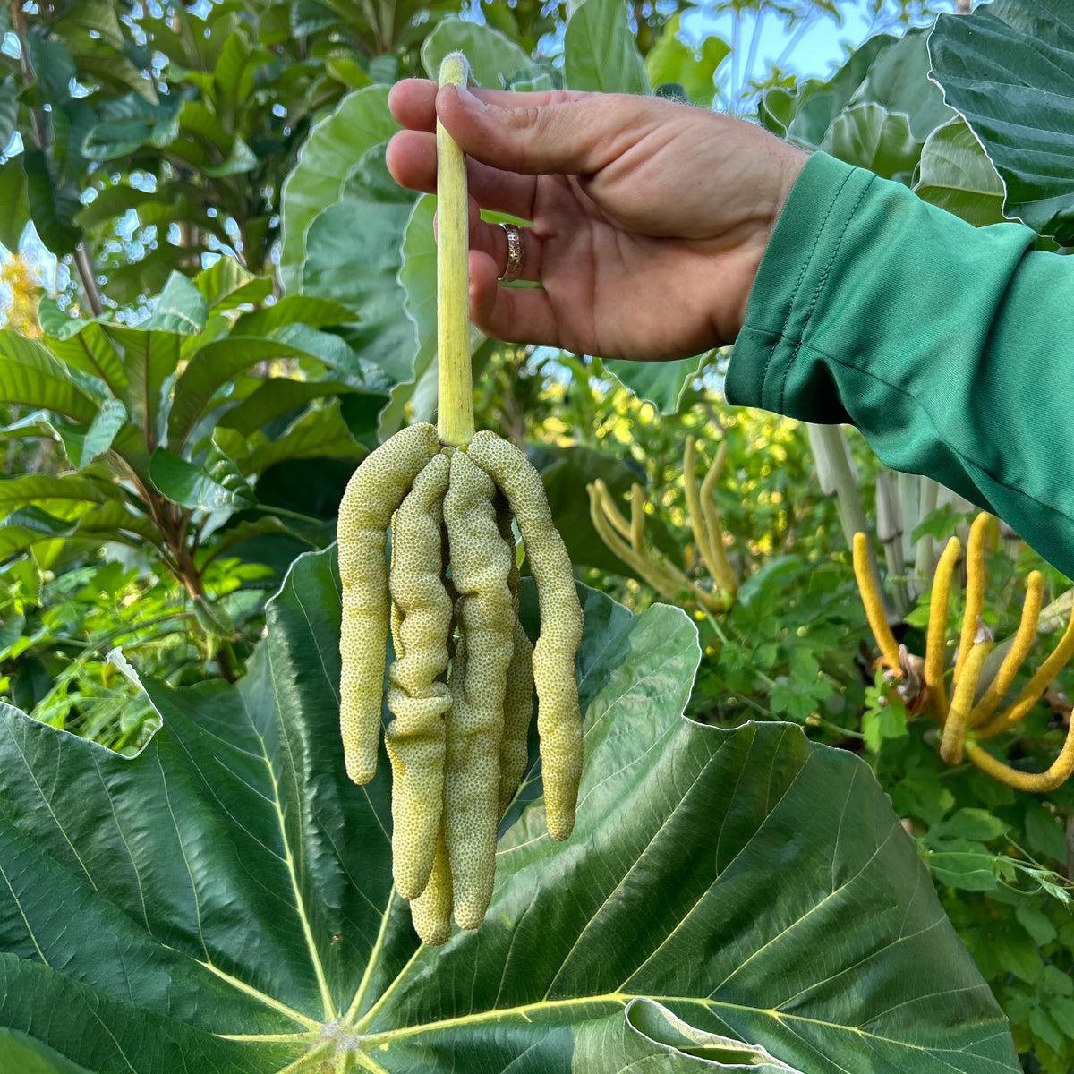 Cecropia Tree – Incredible Edible Landscapes