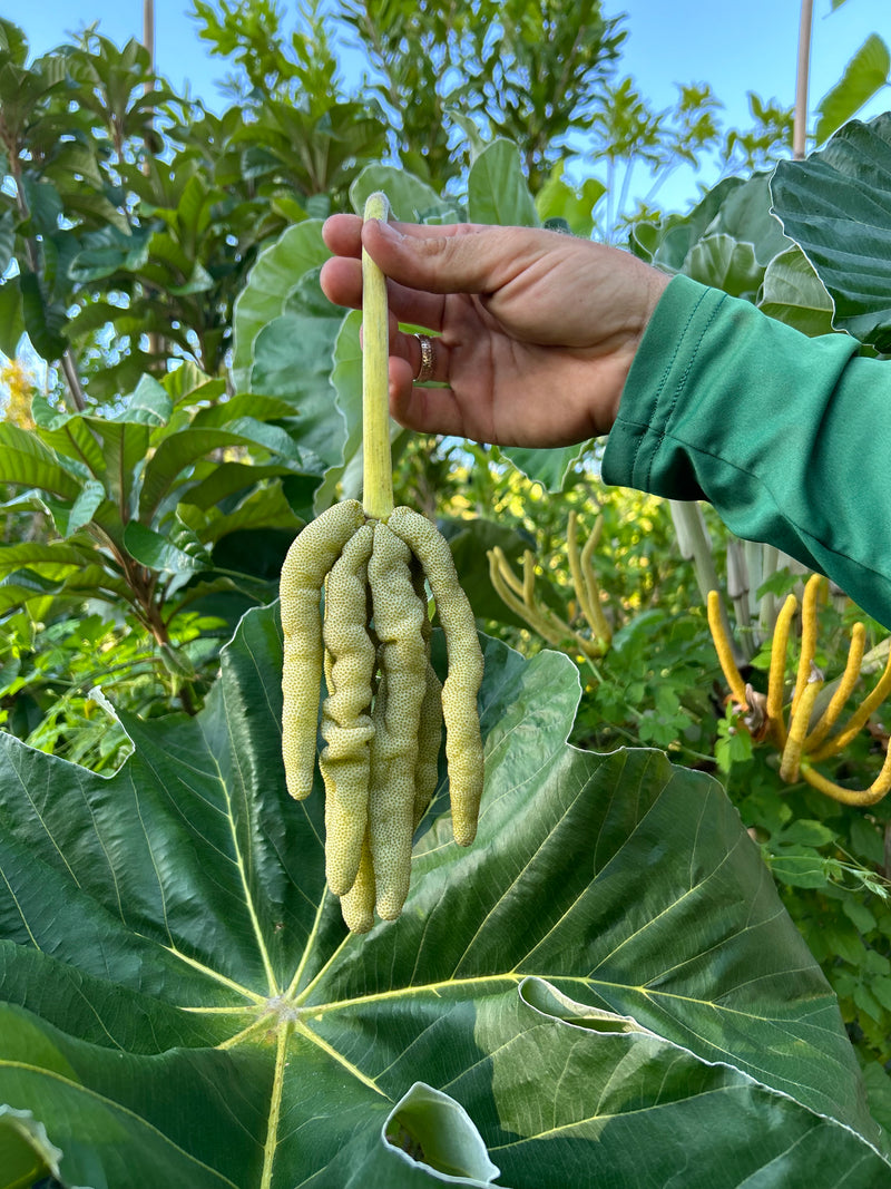 Cecropia Tree – Incredible Edible Landscapes