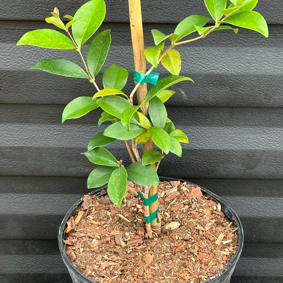 Cedar Bay Cherry – Incredible Edible Landscapes