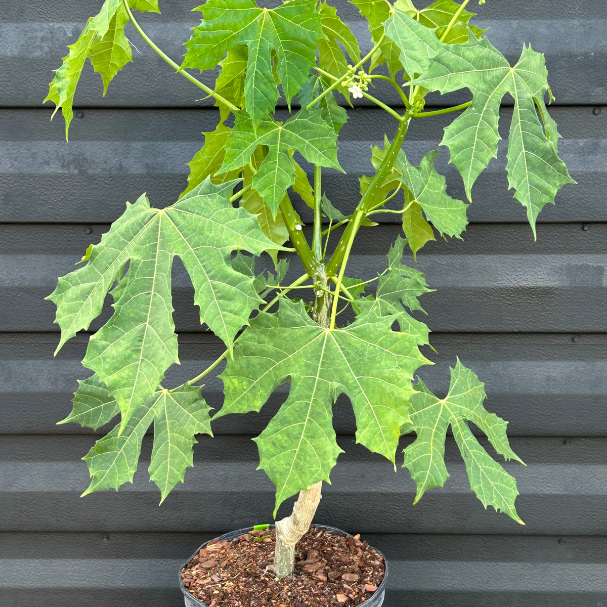 Chaya Plant ‘Big Leaf’ – Incredible Edible Landscapes