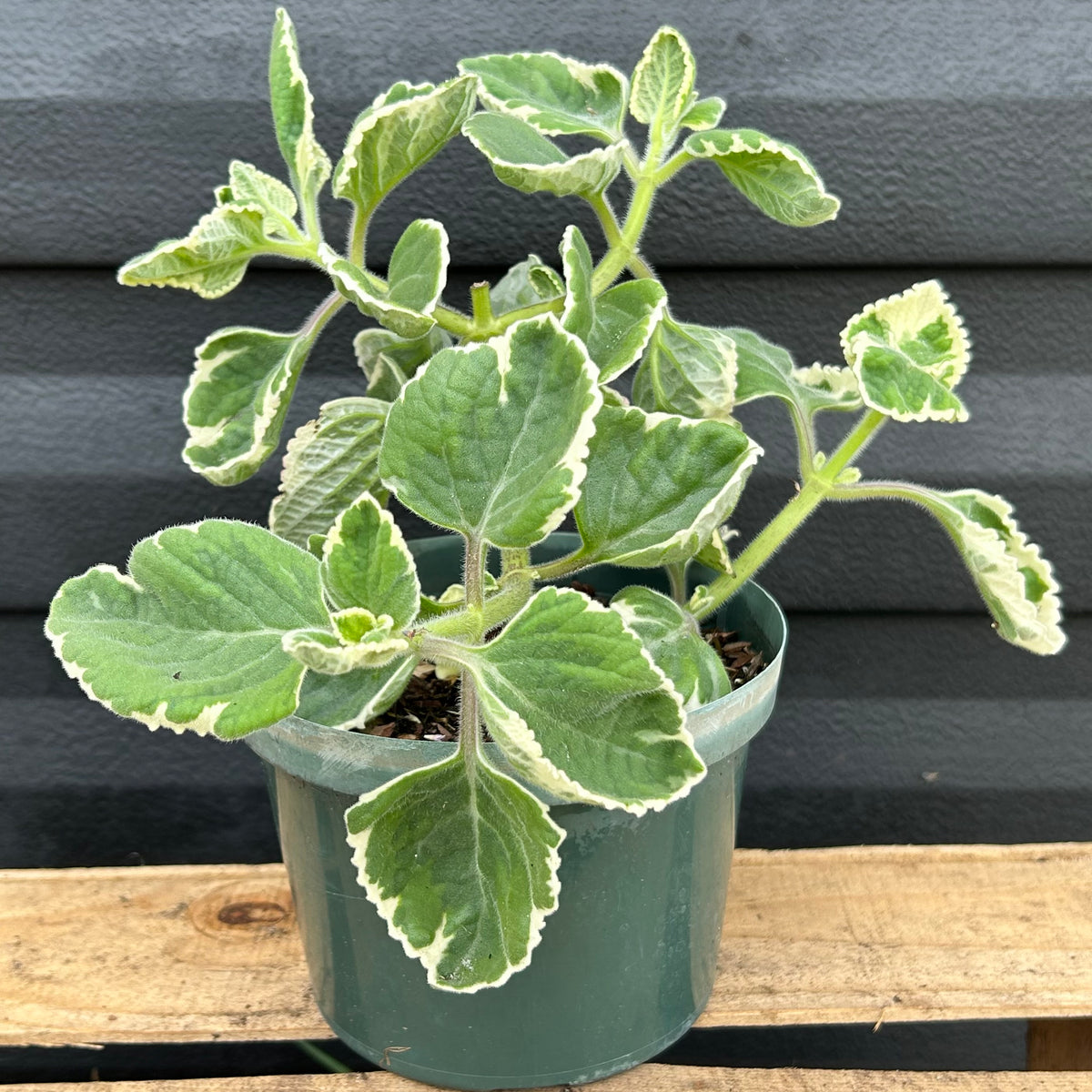 Cuban Oregano Plant - Variegated – Incredible Edible Landscapes