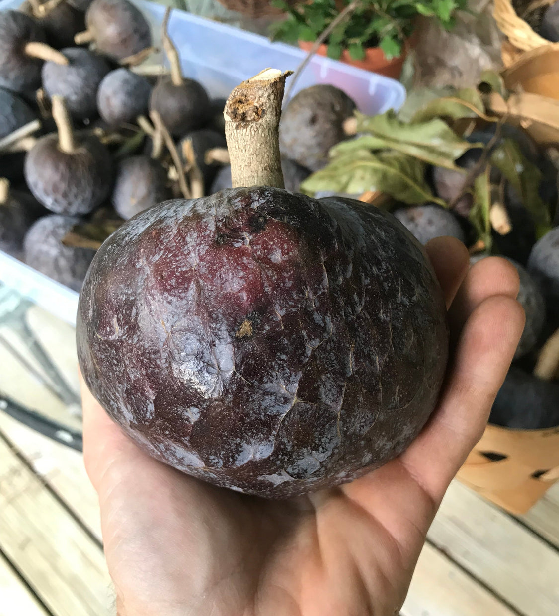 Custard Apple Tree - San Pablo seedling – Incredible Edible Landscapes