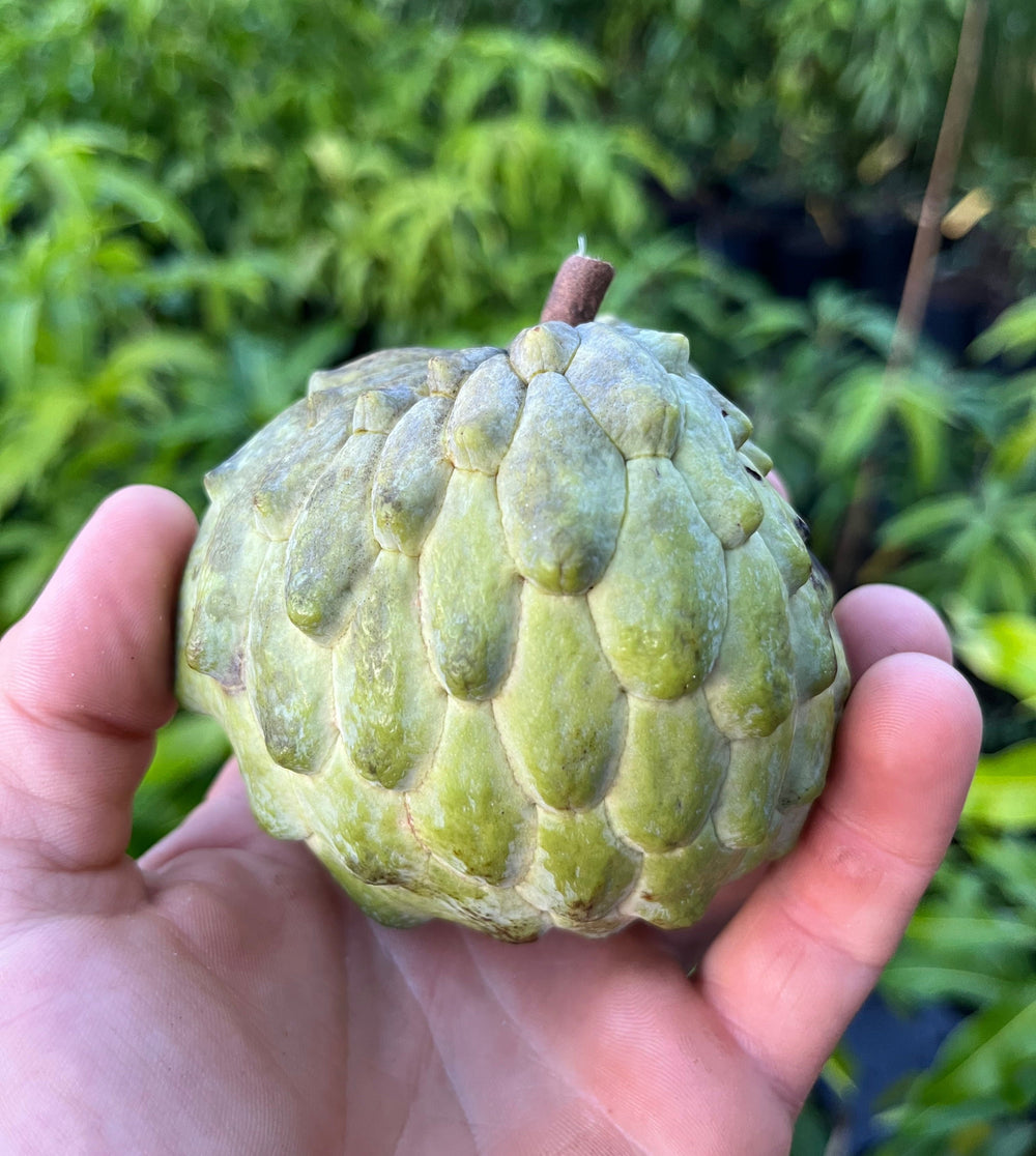 Annonas – Incredible Edible Landscapes