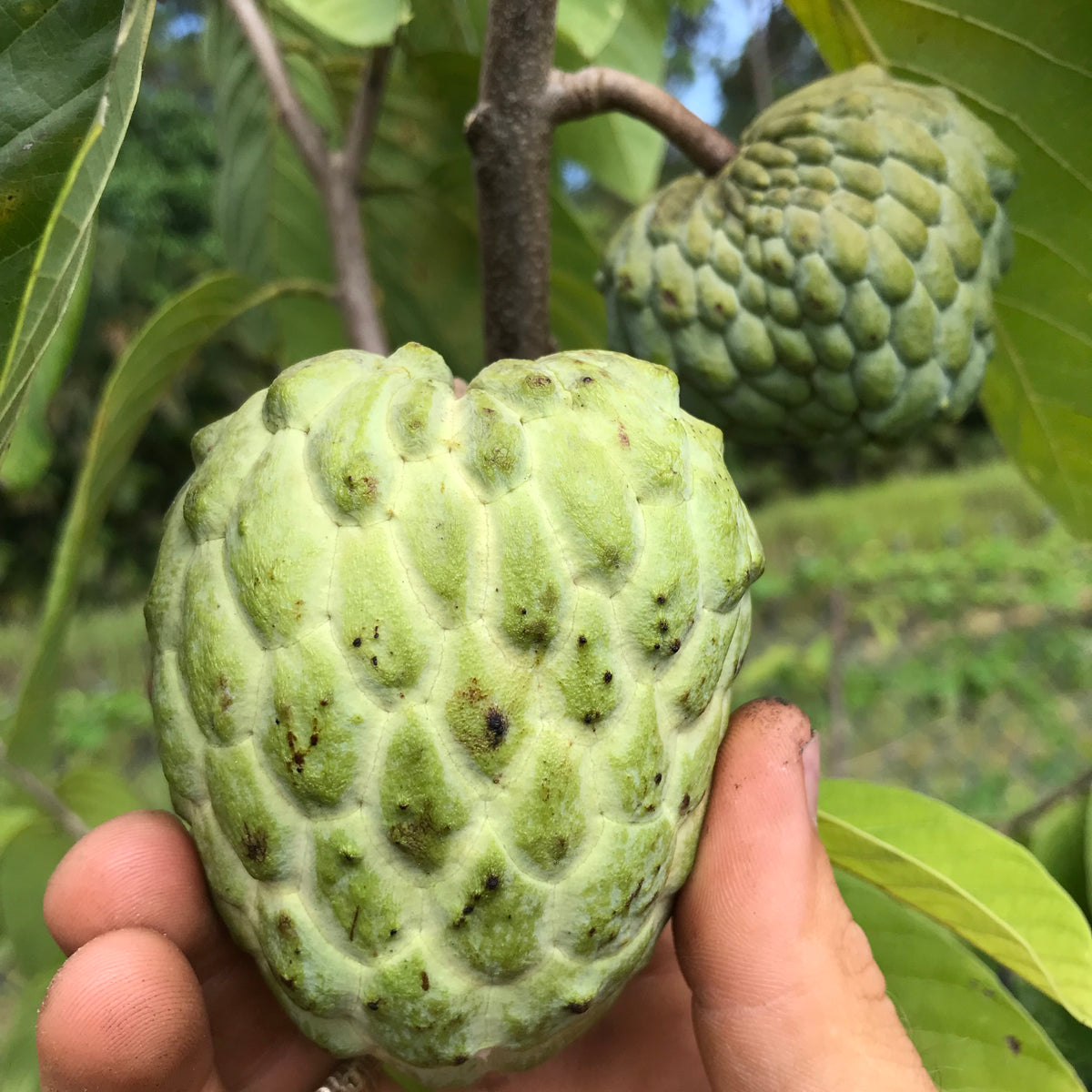 Atemoya Tree 'Dream' – Incredible Edible Landscapes