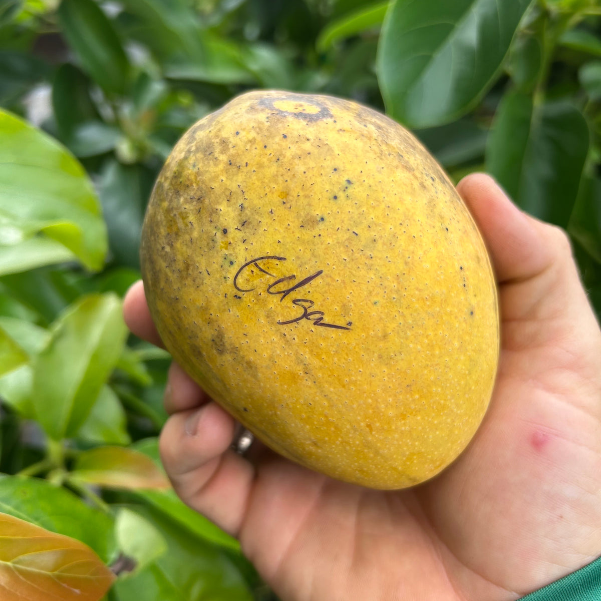 Mango Tree ‘Edgar’ – Incredible Edible Landscapes