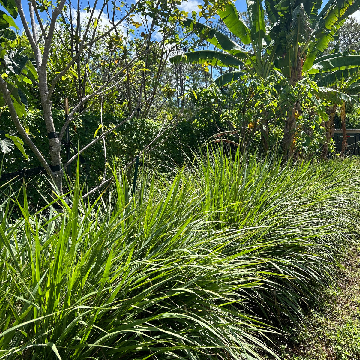 Fakahatchee Grass – Incredible Edible Landscapes