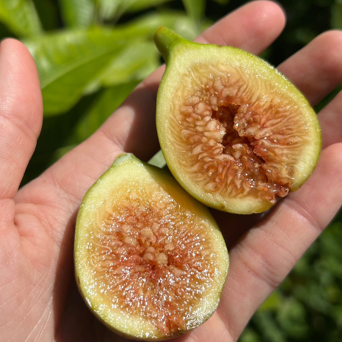 Fig Tree ‘Flanders' – Incredible Edible Landscapes