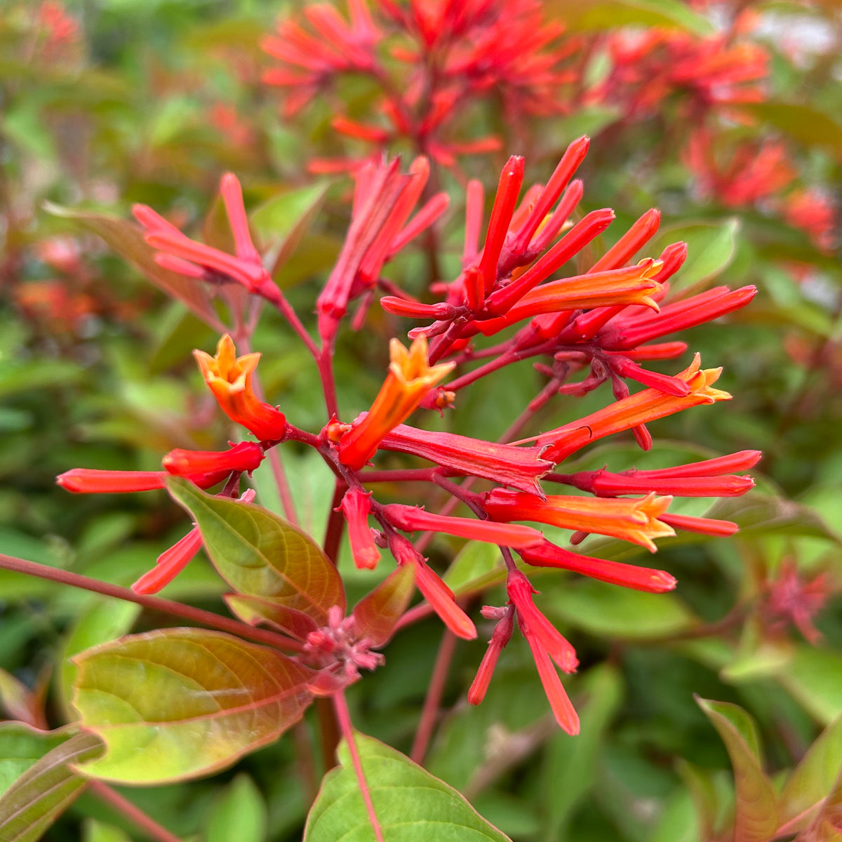 Firebush Plant – Incredible Edible Landscapes
