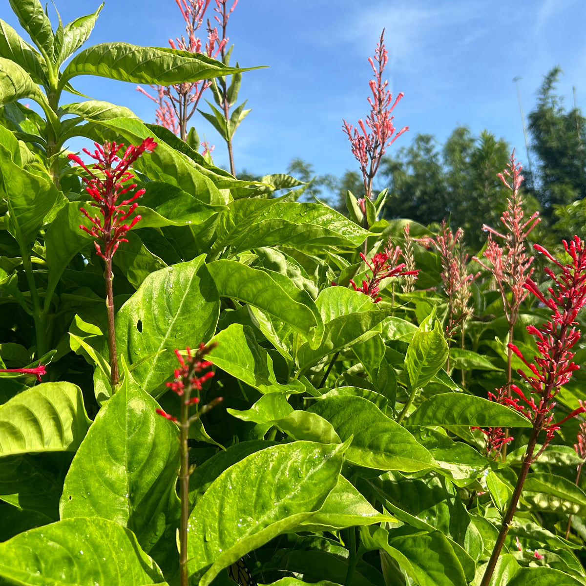 Firespike Plant – Incredible Edible Landscapes