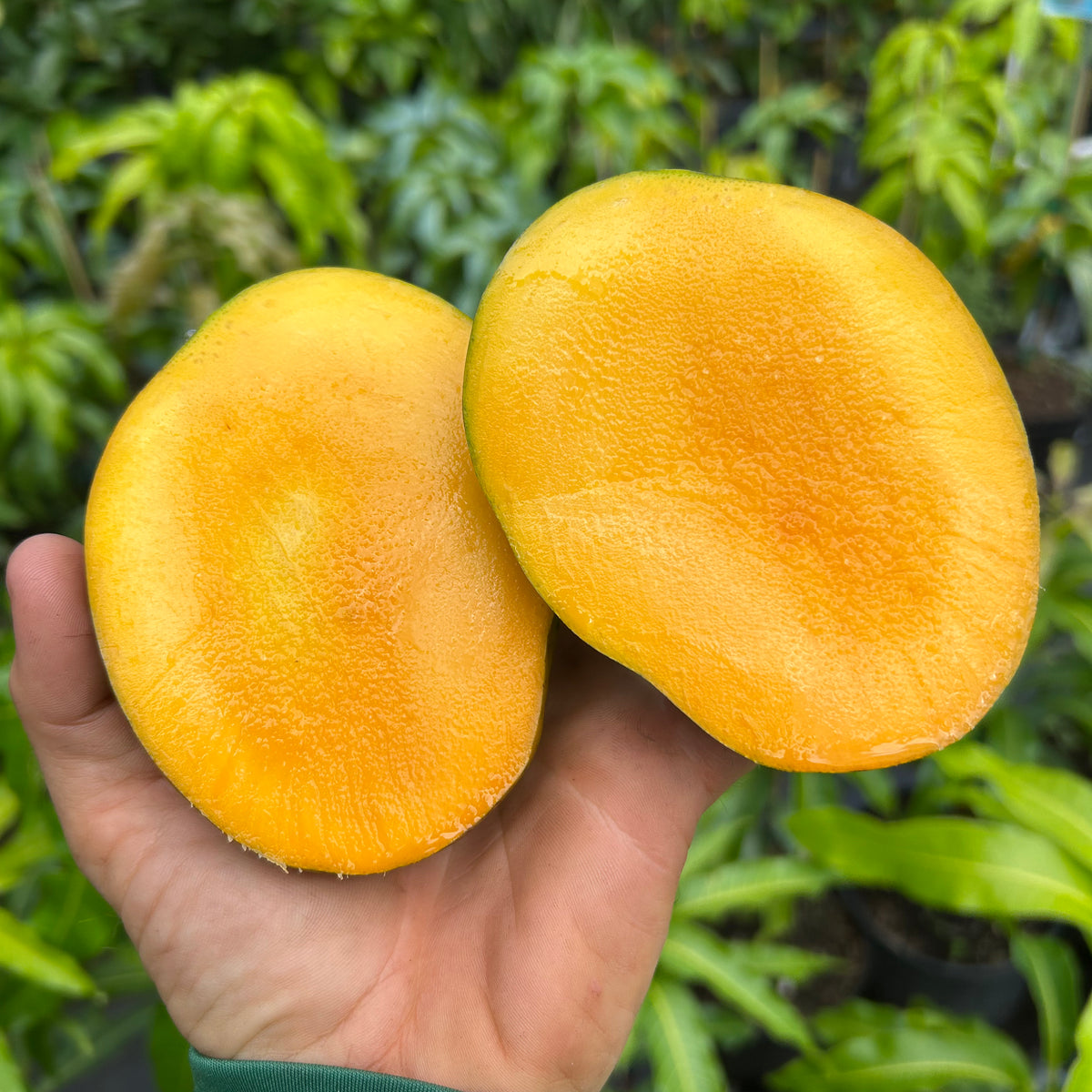 Mango Tree ‘Fruit Cocktail’ – Incredible Edible Landscapes