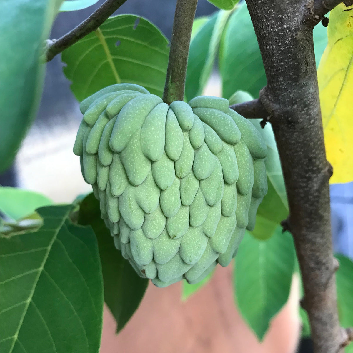 Atemoya Tree 'Geffner' – Incredible Edible Landscapes