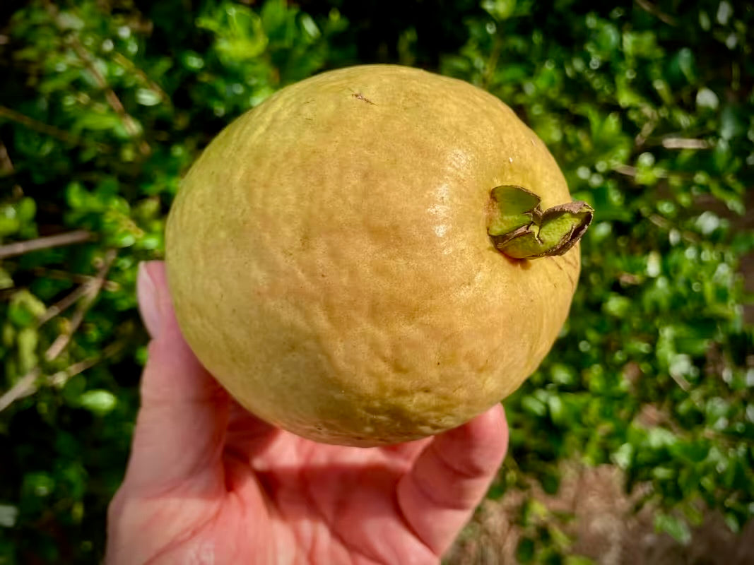 Guava Tree ‘Barbie Pink’ – Incredible Edible Landscapes