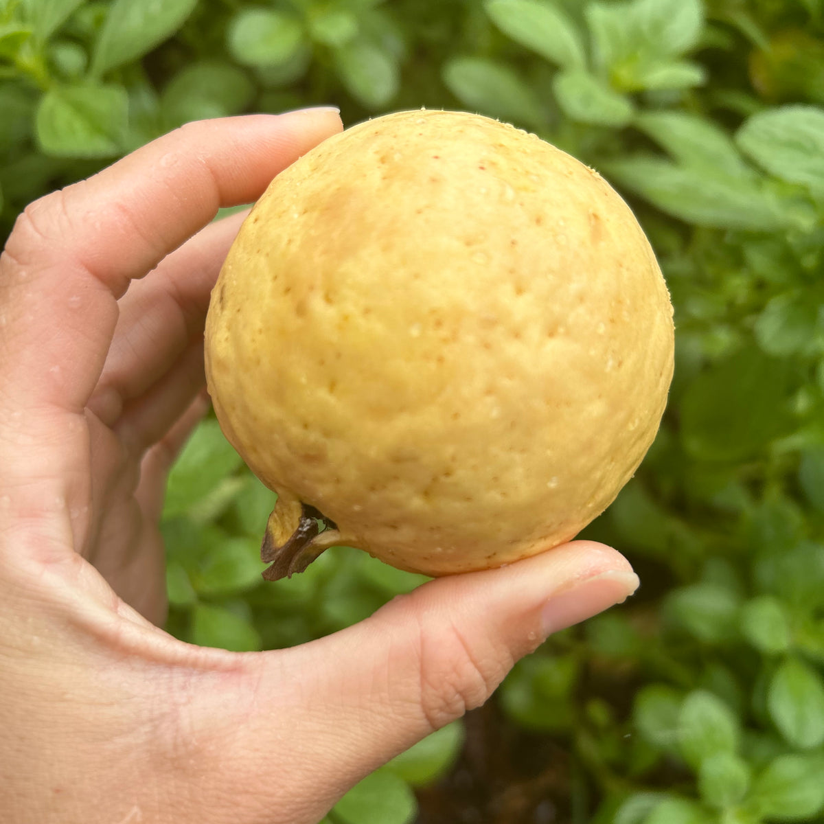 Guava Tree 'Ruby Supreme' – Incredible Edible Landscapes
