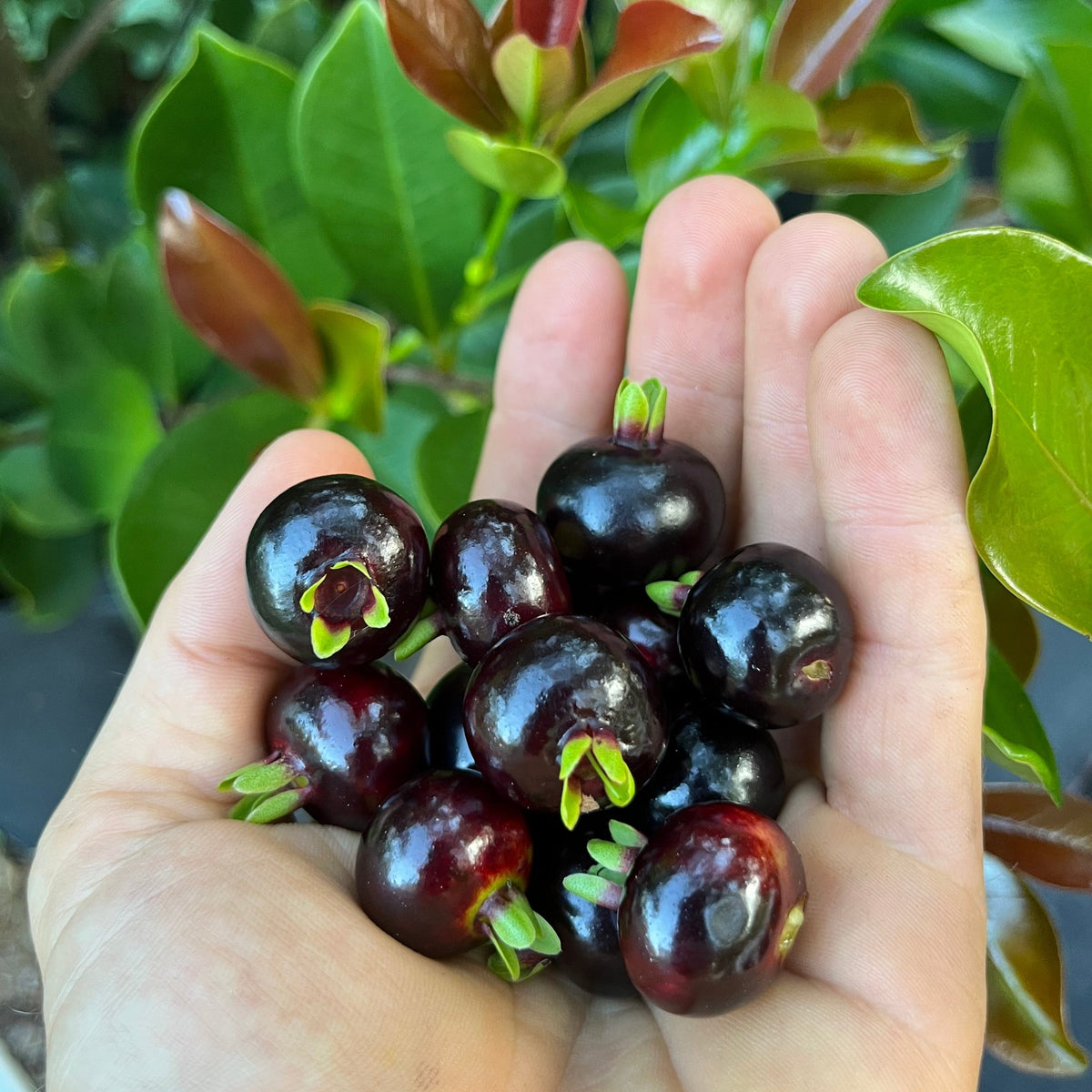 Grumichama Tree – Incredible Edible Landscapes