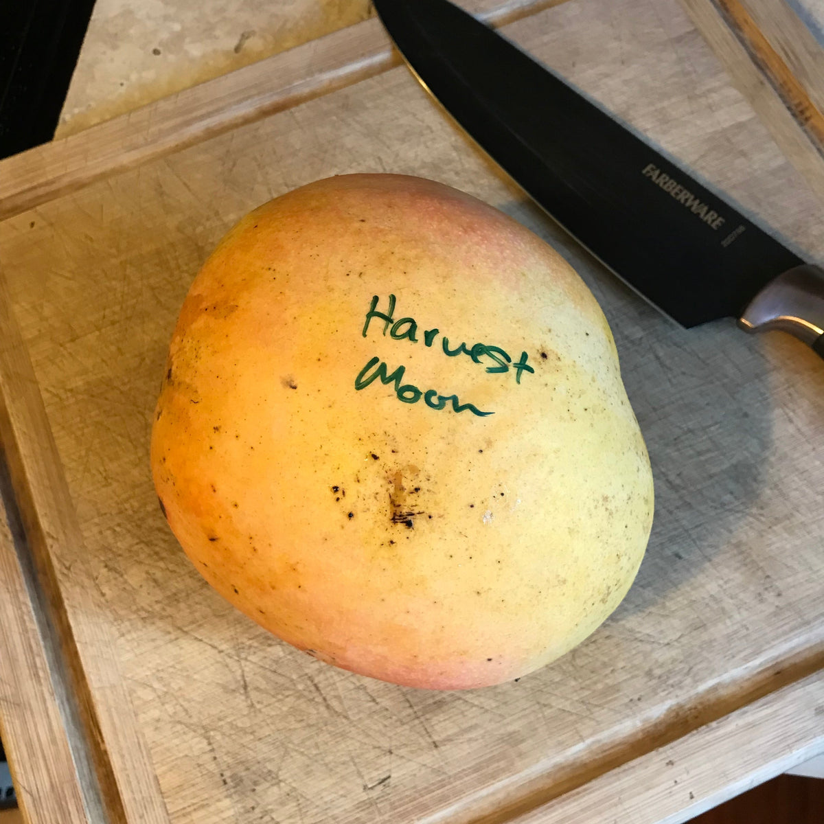 Mango Tree ‘Harvest Moon' – Incredible Edible Landscapes