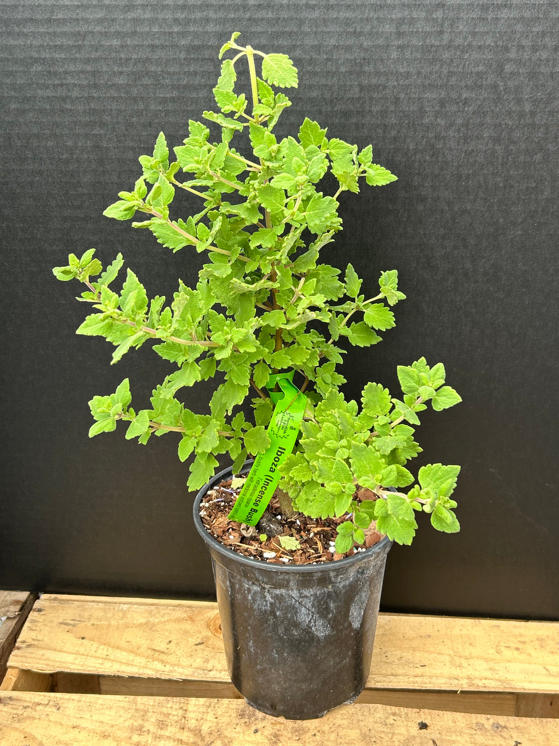 Iboza Plant – Incredible Edible Landscapes