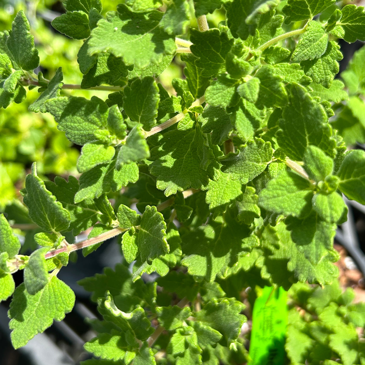 Iboza Plant – Incredible Edible Landscapes