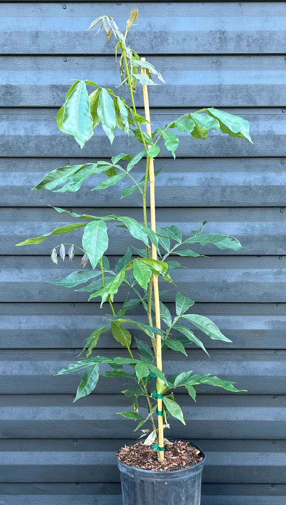 Ice Cream Bean Tree – Incredible Edible Landscapes