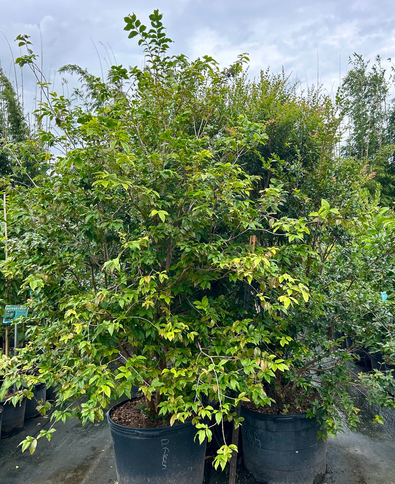 Jaboticaba Tree 'Red Hybrid' – Incredible Edible Landscapes