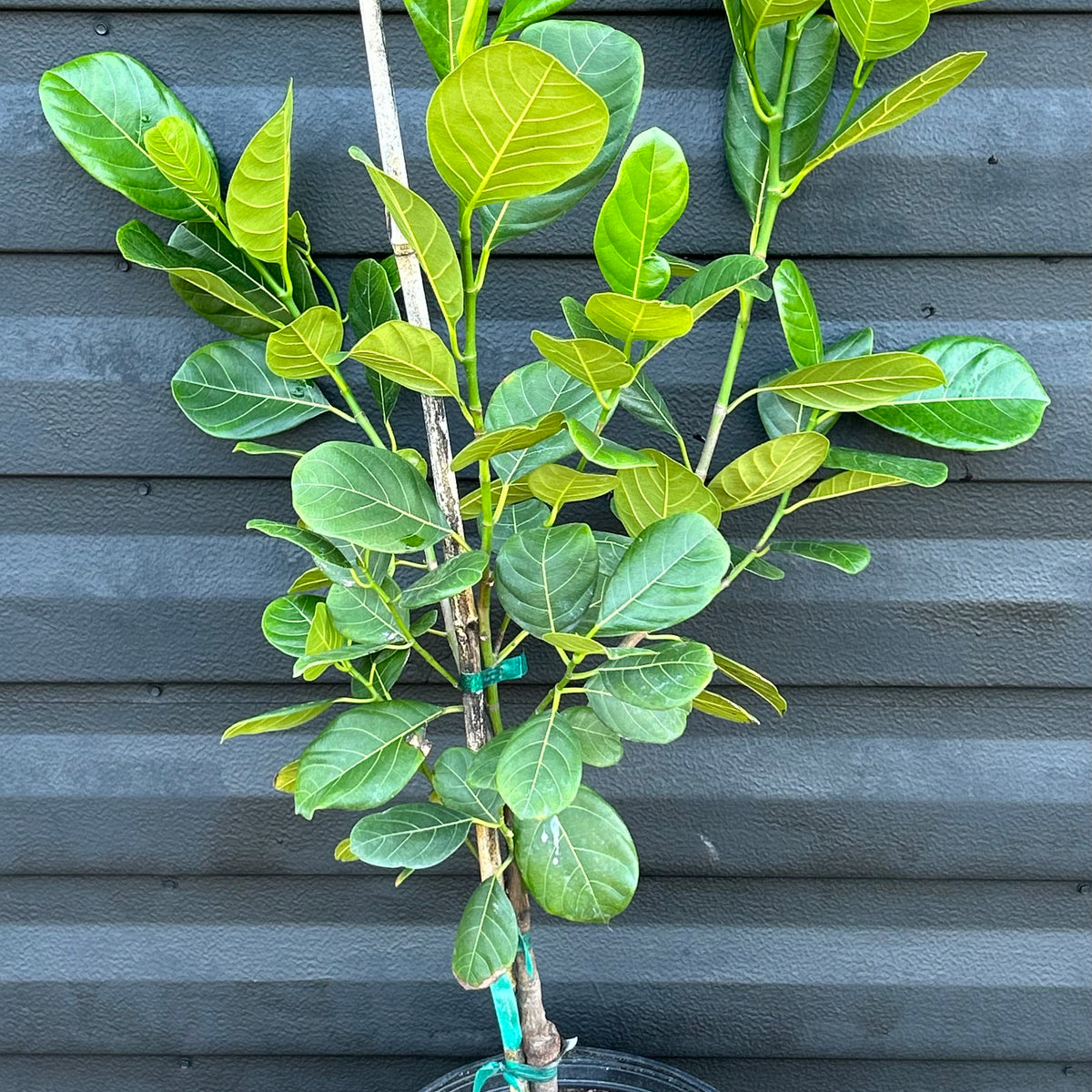 Jackfruit Tree 'Gold Nugget' – Incredible Edible Landscapes