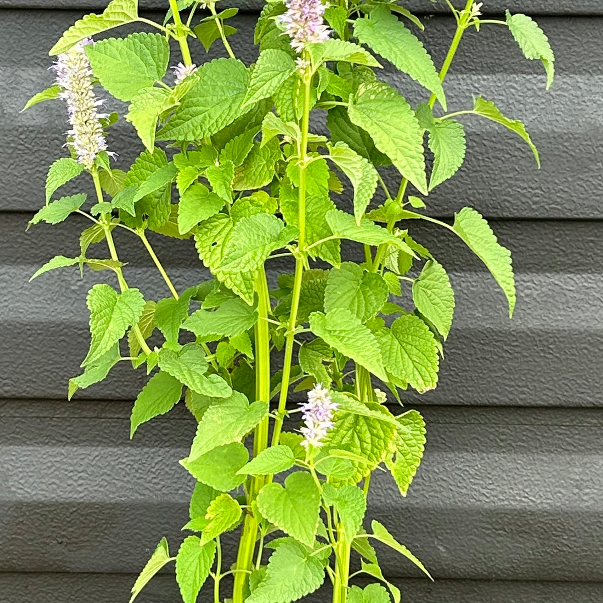 Korean Mint Plant – Incredible Edible Landscapes