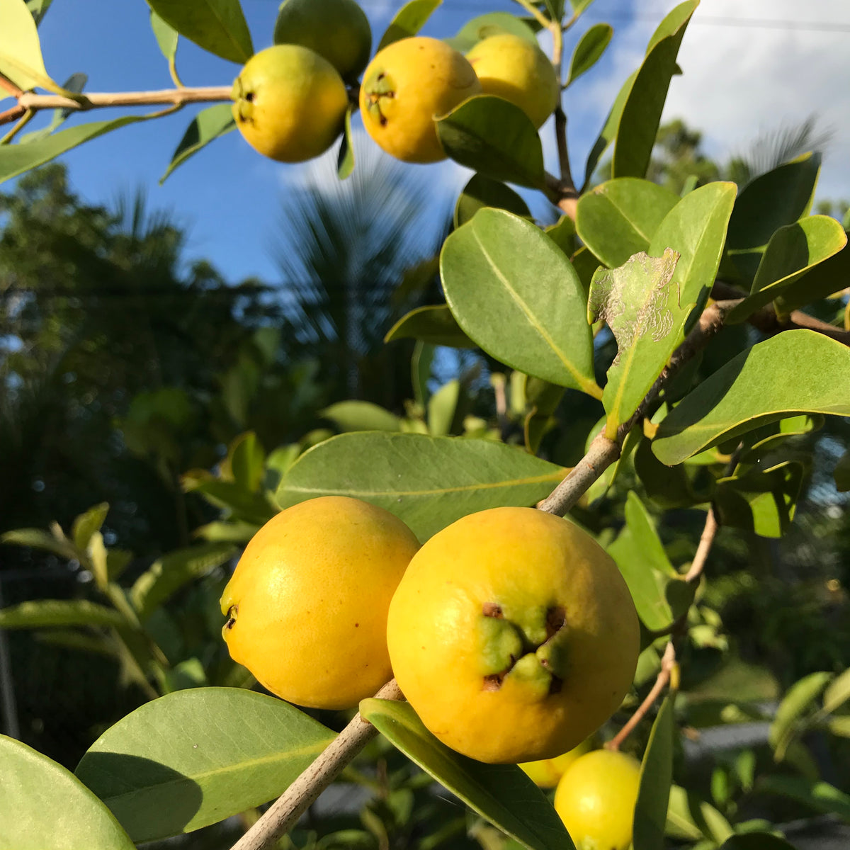 Cattley Guava Tree 'Lemon' – Incredible Edible Landscapes
